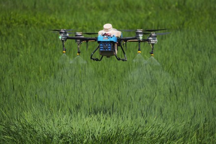 Drone Sprays Pesticide On Paddy Fields Editorial Stock Photo - Stock ...
