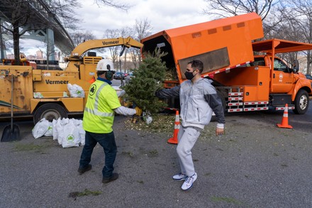 Man Brings Christmas Tree Be Shredded Editorial Stock Photo - Stock ...