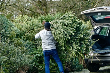 Man Drops Off His Large Christmas Editorial Stock Photo - Stock Image ...