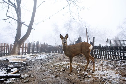 Tamed roe deer in Zakarpattia Region, Vilshynky, Ukraine - 07 Jan 2021 ...