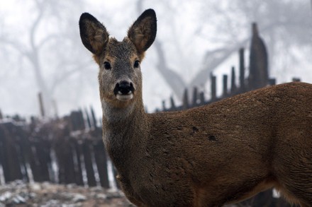 Tamed roe deer in Zakarpattia Region, Vilshynky, Ukraine - 07 Jan 2021 ...