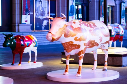 500 Oxen cattle Stock Pictures, Editorial Images and Stock Photos ...