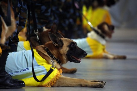 Sniffer Dogs Led By Their Trainers Editorial Stock Photo - Stock Image ...