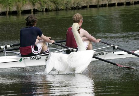 Rowers call for Mr Asbo the aggressive swan to be removed from River ...