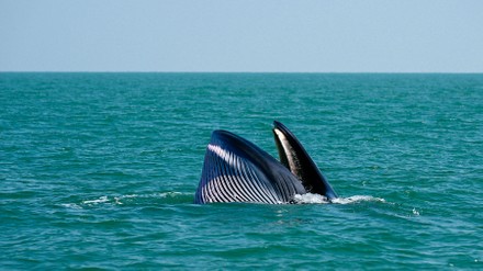 Brydes Whale Forages Waters Off Weizhou Editorial Stock Photo - Stock ...