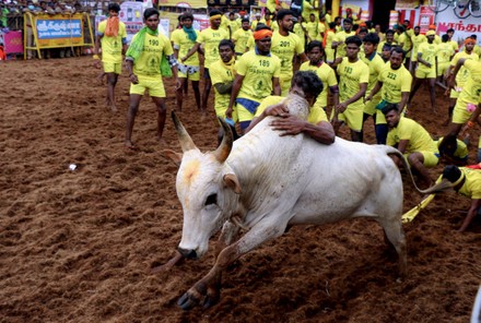 Participants Try Control Bull During Annual Editorial Stock Photo ...