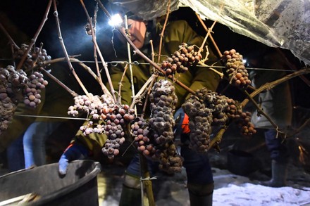 Frosty Grape Harvest Family Turnau Vineyard Editorial Stock Photo ...