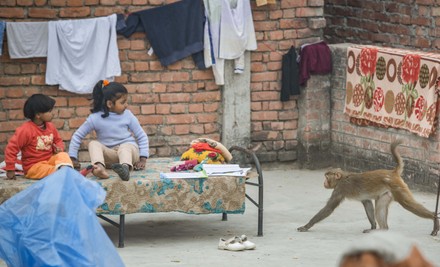Monkey Relaxing Carpet On Roof Bighapur Editorial Stock Photo - Stock ...