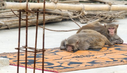 Monkey Relaxing Carpet On Roof Bighapur Editorial Stock Photo - Stock ...