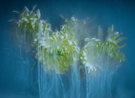 Photos Show Ghostly Flowers Draped Thick Editorial Stock Photo - Stock ...