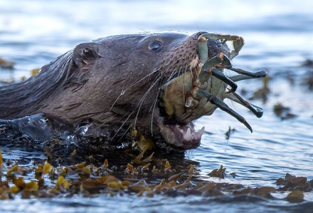 Otter Appears Have Bitten Off More Editorial Stock Photo - Stock Image ...