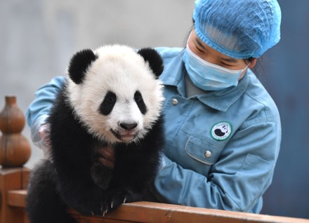 Keeper Takes Care Giant Panda Cub Editorial Stock Photo - Stock Image ...