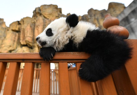 Giant Panda Cub Plays Qinling Breeding Editorial Stock Photo - Stock ...