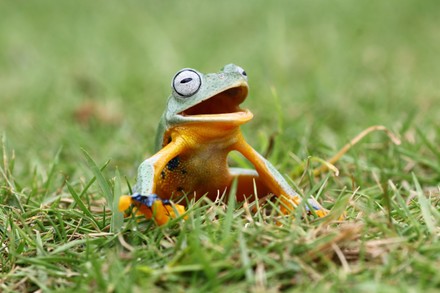 Smiling tree frog - 21 Jan 2021 Stock Pictures, Editorial Images and ...