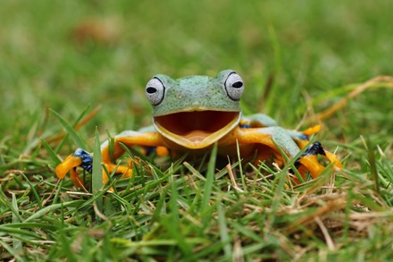 Smiling tree frog - 21 Jan 2021 Stock Pictures, Editorial Images and ...