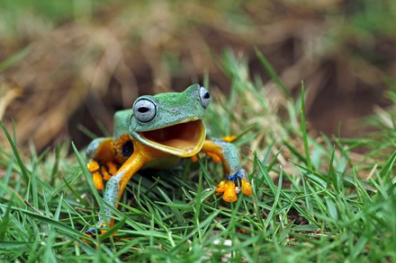Smiling tree frog - 21 Jan 2021 Stock Pictures, Editorial Images and ...