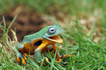 Smiling tree frog - 21 Jan 2021 Stock Pictures, Editorial Images and ...