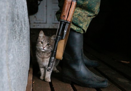 Cat Stands Behind Machine Gun Militant Editorial Stock Photo - Stock ...