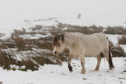 Welsh Mountain Ponies Graze Grass Beneath Editorial Stock Photo - Stock ...