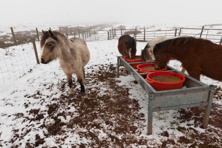 Welsh Mountain Ponies Lick Feed Blocks Editorial Stock Photo - Stock ...