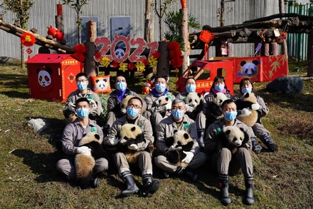 Breeders Pose Group Photo Giant Panda Editorial Stock Photo - Stock ...