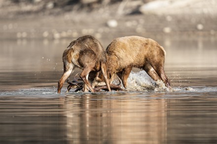 Two Red Deer Lock Horns During Editorial Stock Photo - Stock Image ...