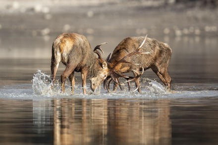 Two Red Deer Lock Horns During Editorial Stock Photo - Stock Image ...