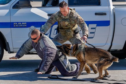 Military Police K9 Unit Detain Suspect Editorial Stock Photo - Stock ...