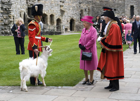 queen elizabeth ii animals Stock Photos (Exclusive) | Shutterstock