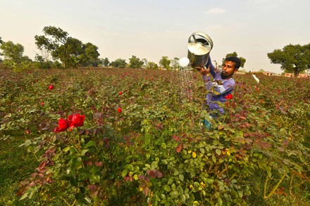 500 Rose farm Stock Pictures, Editorial Images and Stock Photos ...