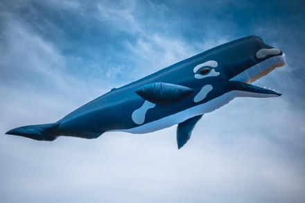 Kite Seen Sky During 9th Otaki Editorial Stock Photo - Stock Image ...