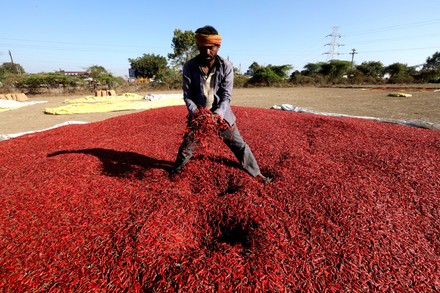Worker Sorts Red Chillies After Harvesting Editorial Stock Photo ...