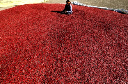 Worker Sorts Red Chillies After Harvesting Editorial Stock Photo ...