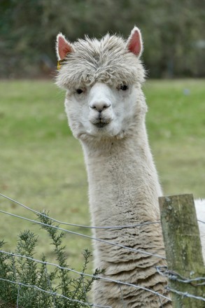 Alpaca Stands Field On Bitterly Cold Editorial Stock Photo - Stock ...