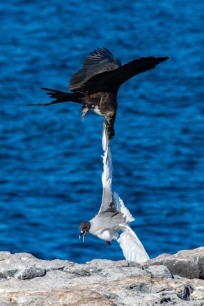 Aggressive Sea Bird Dive Bombs Gull Editorial Stock Photo - Stock Image ...