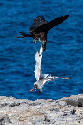 Aggressive Sea Bird Dive Bombs Gull Editorial Stock Photo - Stock Image ...