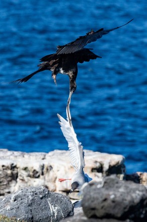 Aggressive Sea Bird Dive Bombs Gull Editorial Stock Photo - Stock Image ...