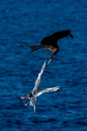Aggressive Sea Bird Dive Bombs Gull Editorial Stock Photo - Stock Image ...