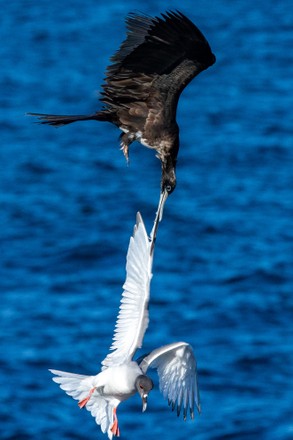 Aggressive Sea Bird Dive Bombs Gull Editorial Stock Photo - Stock Image ...
