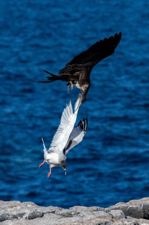 Aggressive Sea Bird Dive Bombs Gull Editorial Stock Photo - Stock Image ...