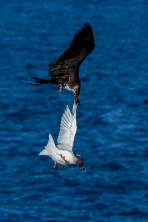 Aggressive Sea Bird Dive Bombs Gull Editorial Stock Photo - Stock Image ...