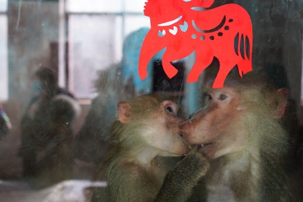 Two Hamadryas Baboons Seen Qinghaitibet Plateau Editorial Stock Photo ...