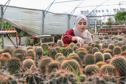 3 Checks cactus plants Stock Pictures, Editorial Images and Stock ...