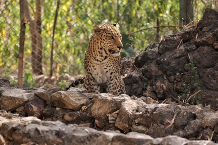 Leopard Inside Enclosure Nahargarh Biological Park Editorial Stock ...