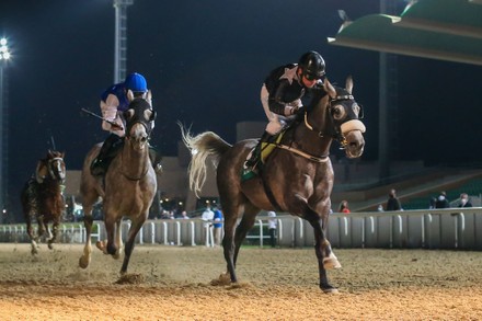 Al Alajaj Fr Ridden By Tadhg Editorial Stock Photo - Stock Image ...
