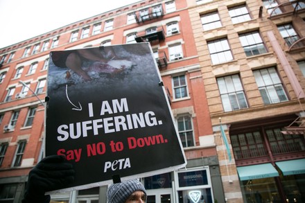 Canada Goose Protest In New York City, USA - 13 Feb 2021 Stock Pictures ...