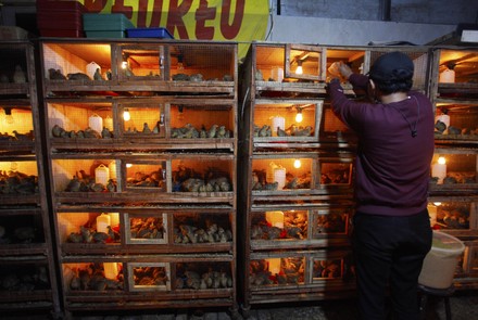 Quail breeding, Bogor, Indonesia - 17 Feb 2021 Stock Pictures ...