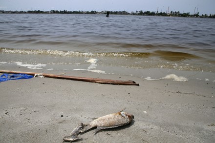 View Dead Fish Washed Due Chemical Editorial Stock Photo - Stock Image ...