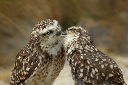Male Female Burrowing Owls Sharing Intimate Editorial Stock Photo - Stock Image | Shutterstock