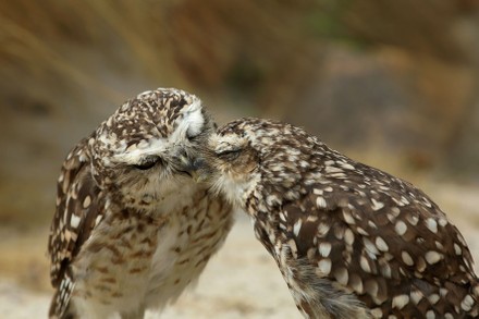 Male Female Burrowing Owls Sharing Intimate Editorial Stock Photo ...